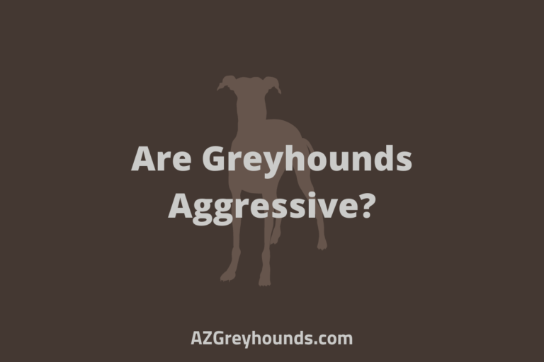 Are Greyhounds Aggressive: Triggers, Solutions & More