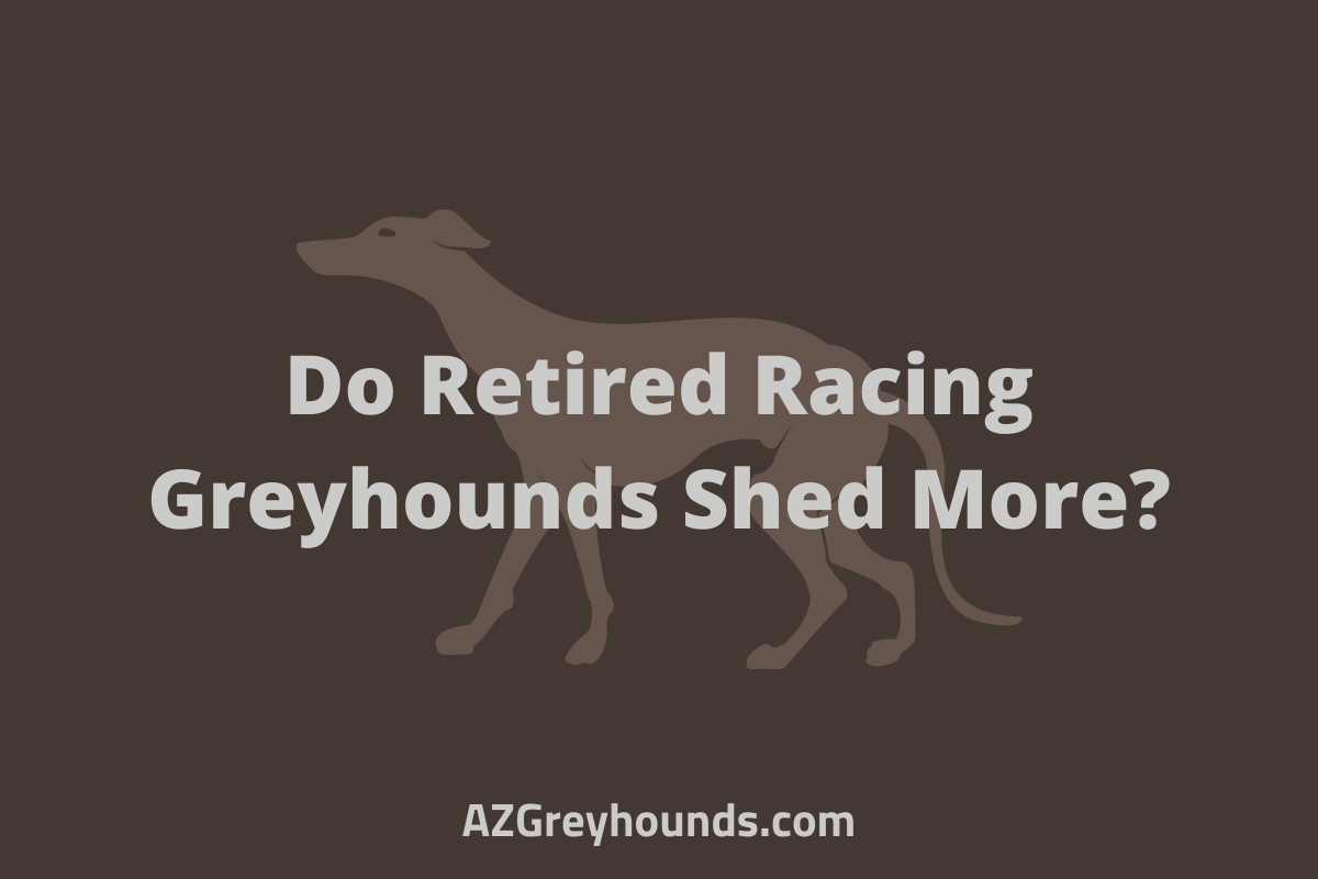 Do Greyhounds Shed: Are They Hypoallergenic & Much More