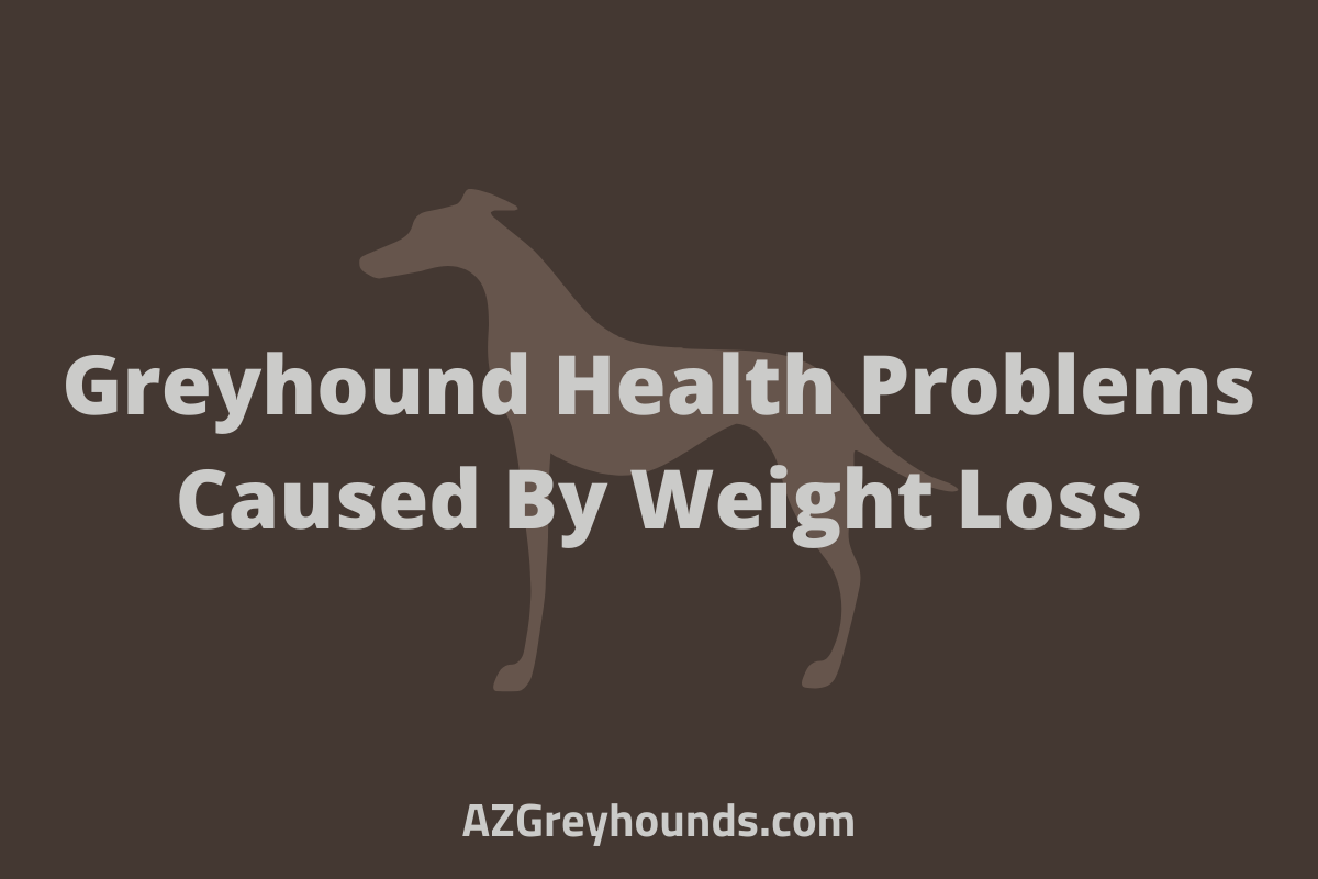 Why Are Greyhounds So Skinny, What's Too Skinny or Too Fat