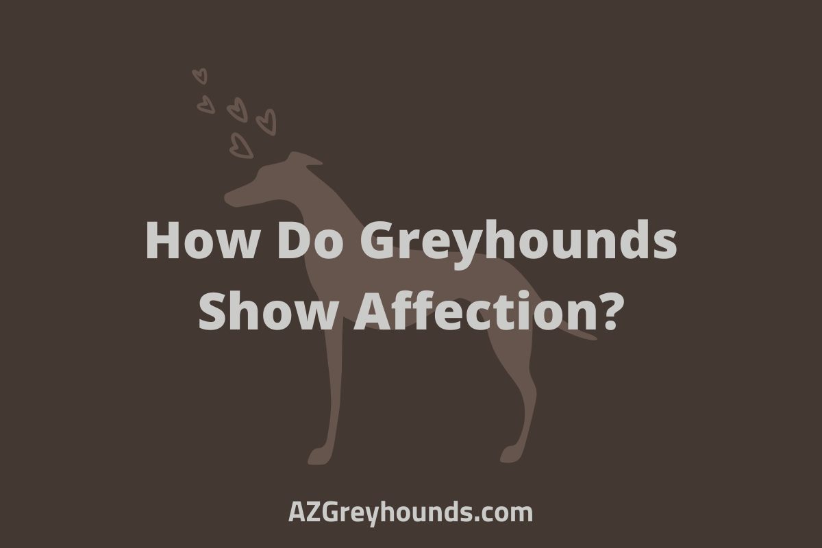 Are Greyhounds Affectionate: Do They Cuddle, Are They Clingy & More