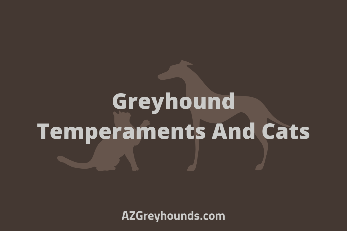 Greyhounds And Cats: Do They Get Along, How To Cat Test & More