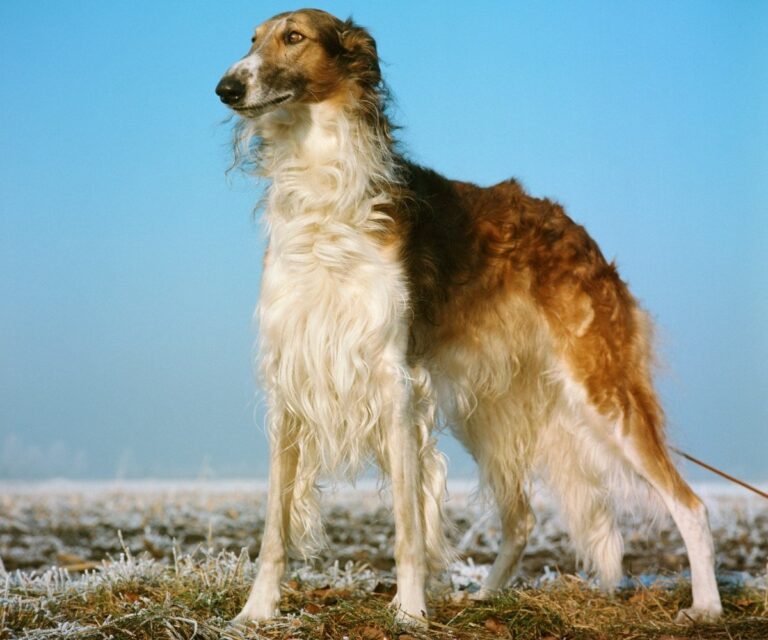 9 Different Types Of Greyhound: Their Personality, History & More