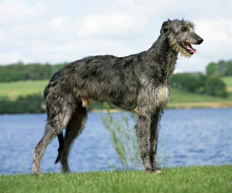 9 Different Types Of Greyhound: Their Personality, History & More