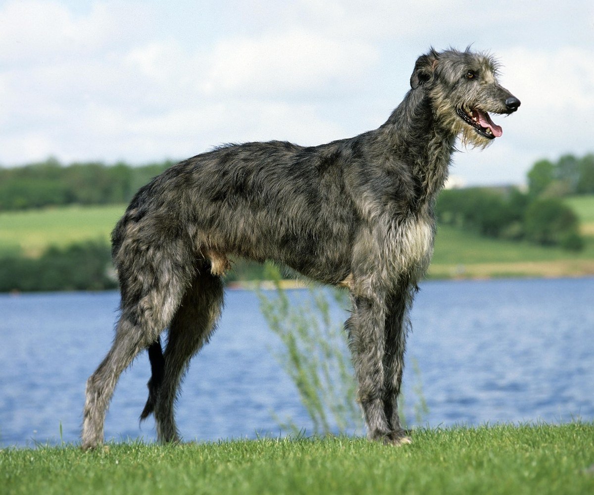 9 Different Types Of Greyhound: Their Personality, History & More