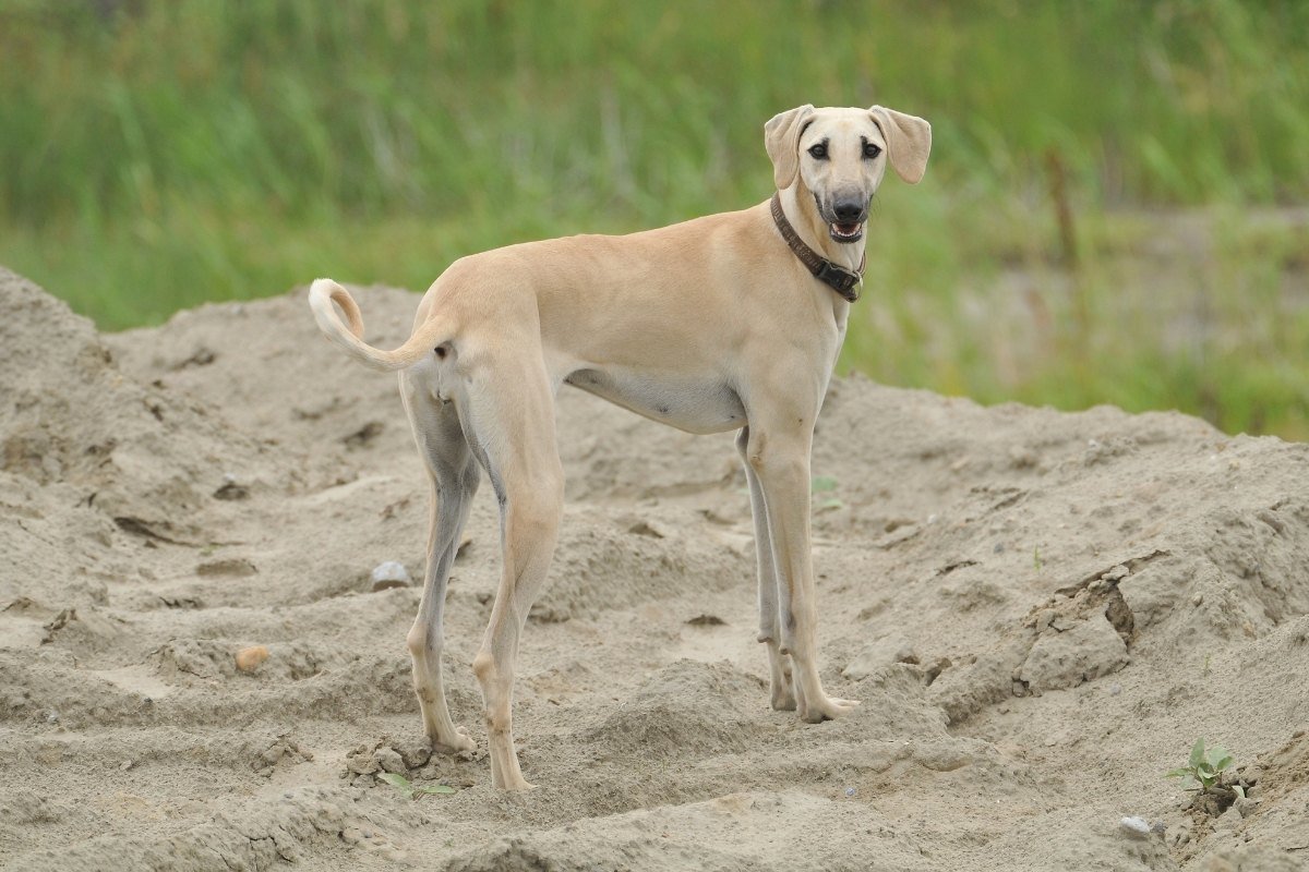 Sighthound Breeds: A-Z Guide