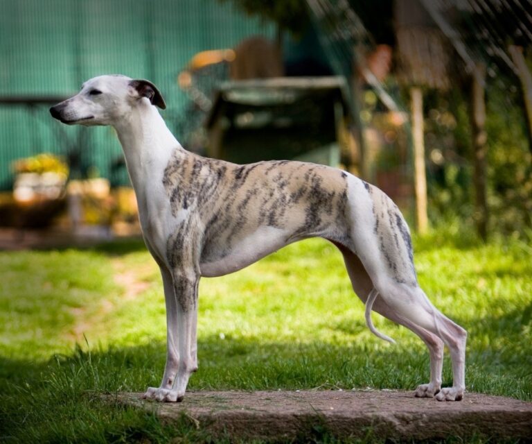 9 Different Types Of Greyhound: Their Personality, History & More