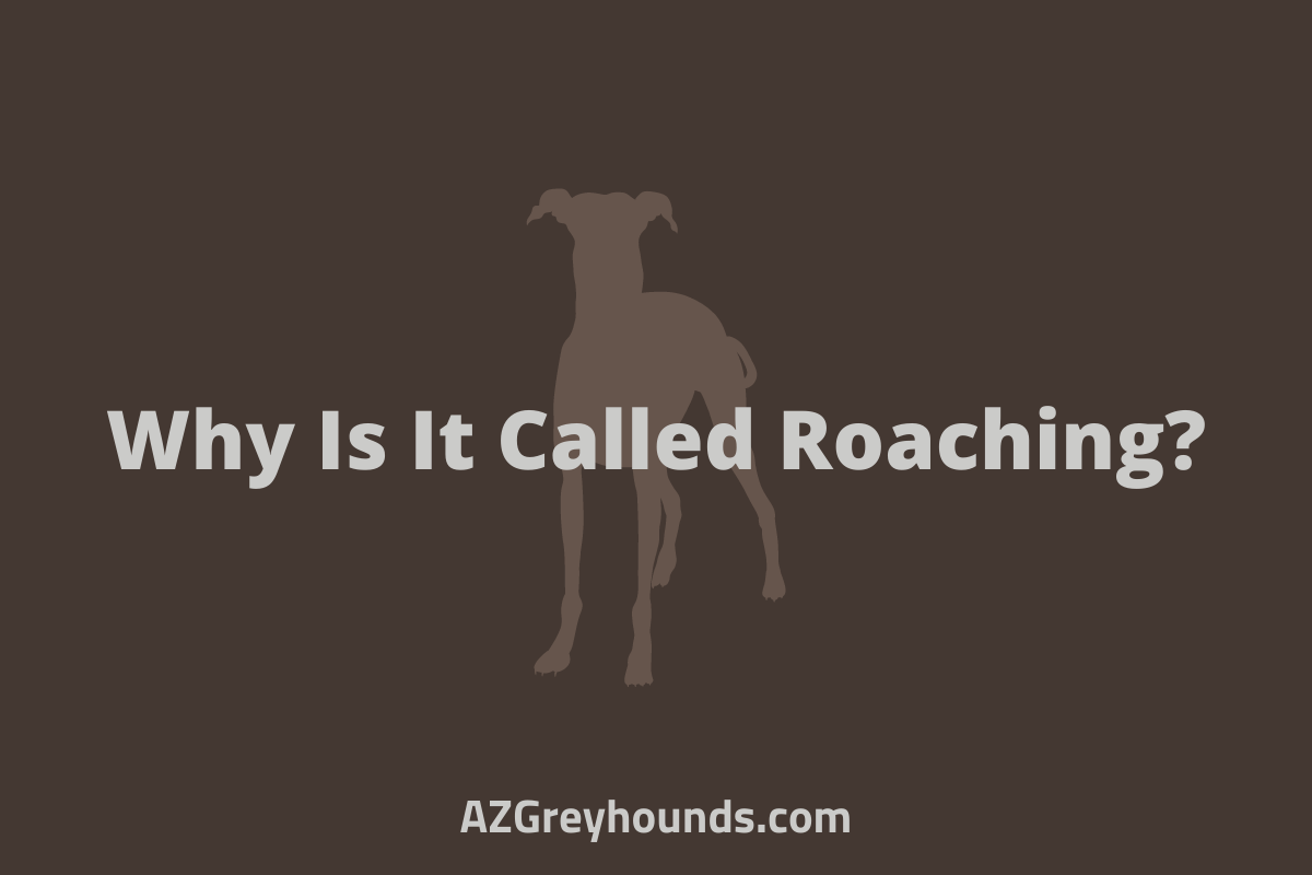 Why Do Greyhounds Roach: Reasons, Worries & More