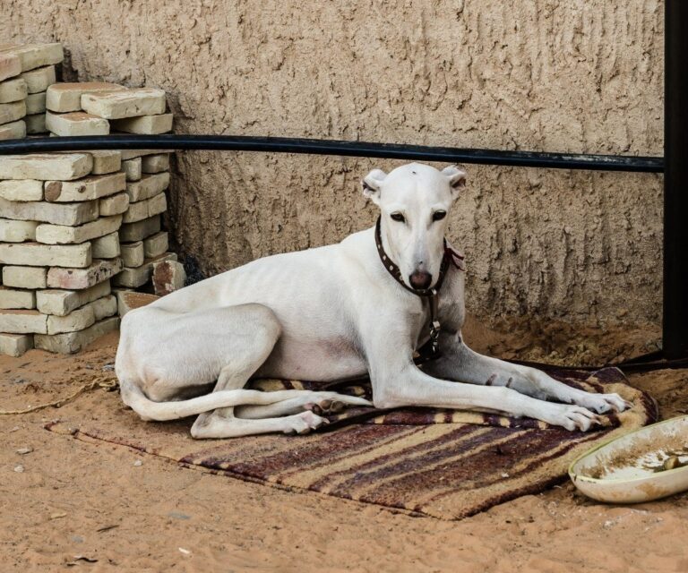 9 Different Types Of Greyhound: Their Personality, History & More