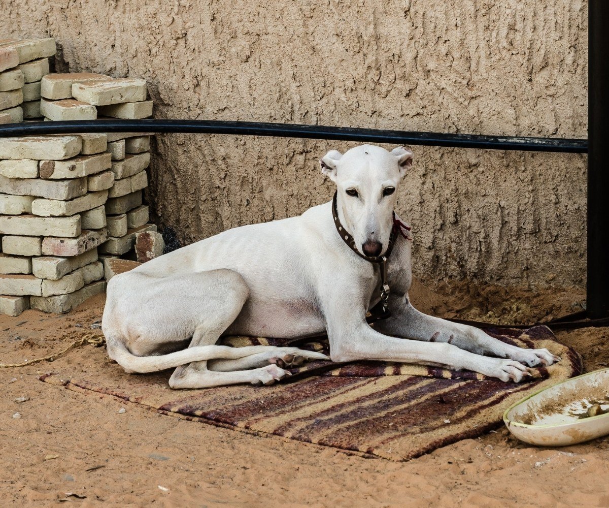 9 Different Types Of Greyhound: Their Personality, History & More