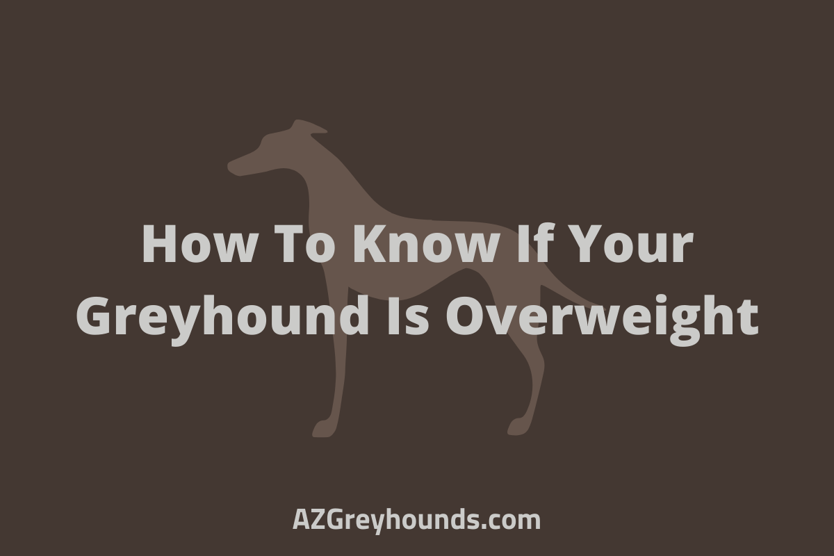 Why Are Greyhounds So Skinny, What's Too Skinny or Too Fat