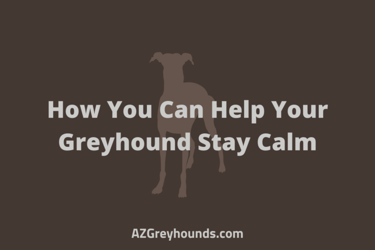 Are Greyhounds Aggressive: Triggers, Solutions & More