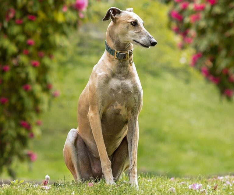 9 Different Types Of Greyhound: Their Personality, History & More