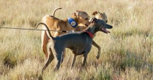 Pug Greyhound Mix: The Designer Puggit