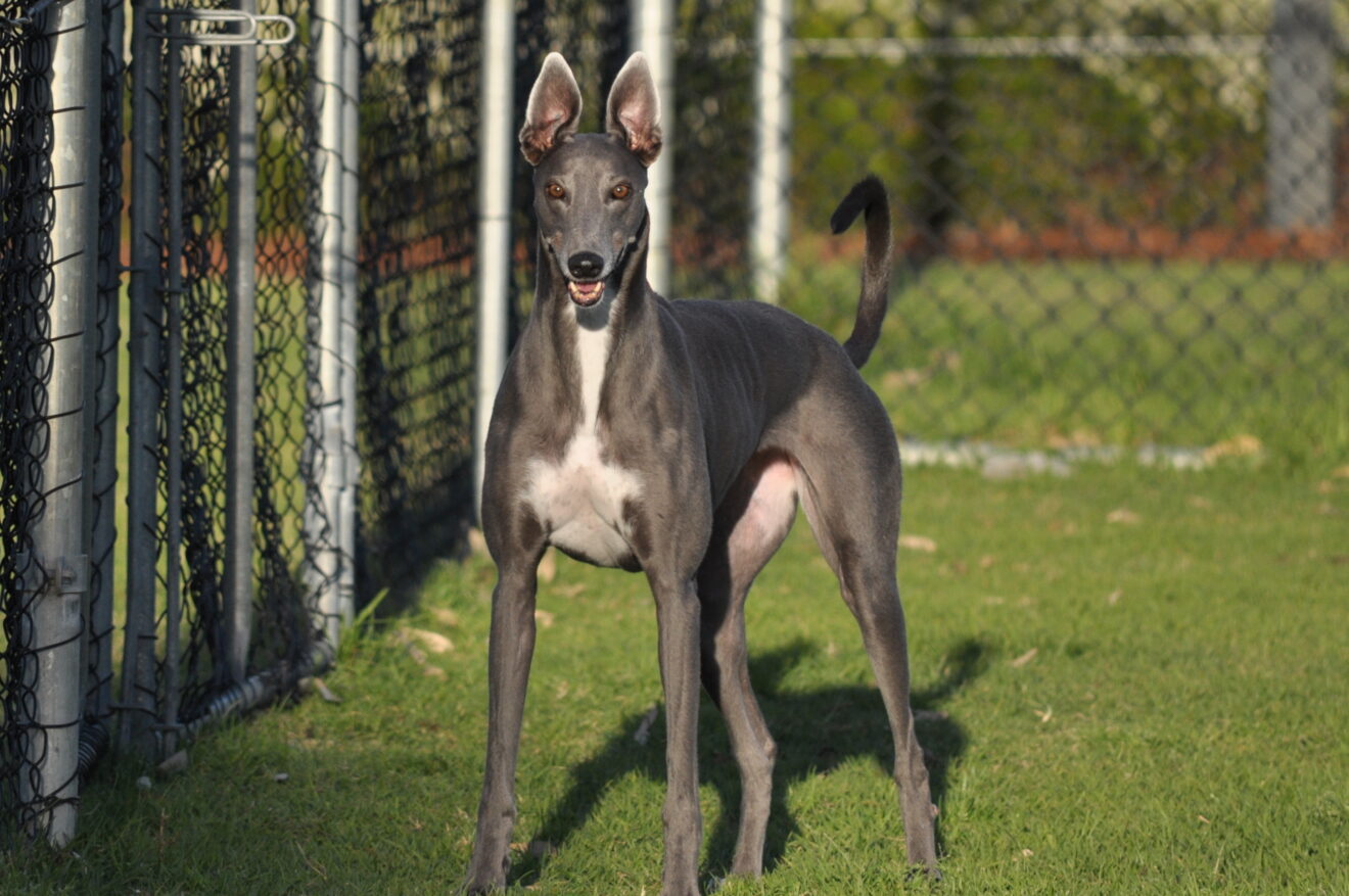 What Are Blue Greyhounds? Characteristics, Rarity, Cost & More