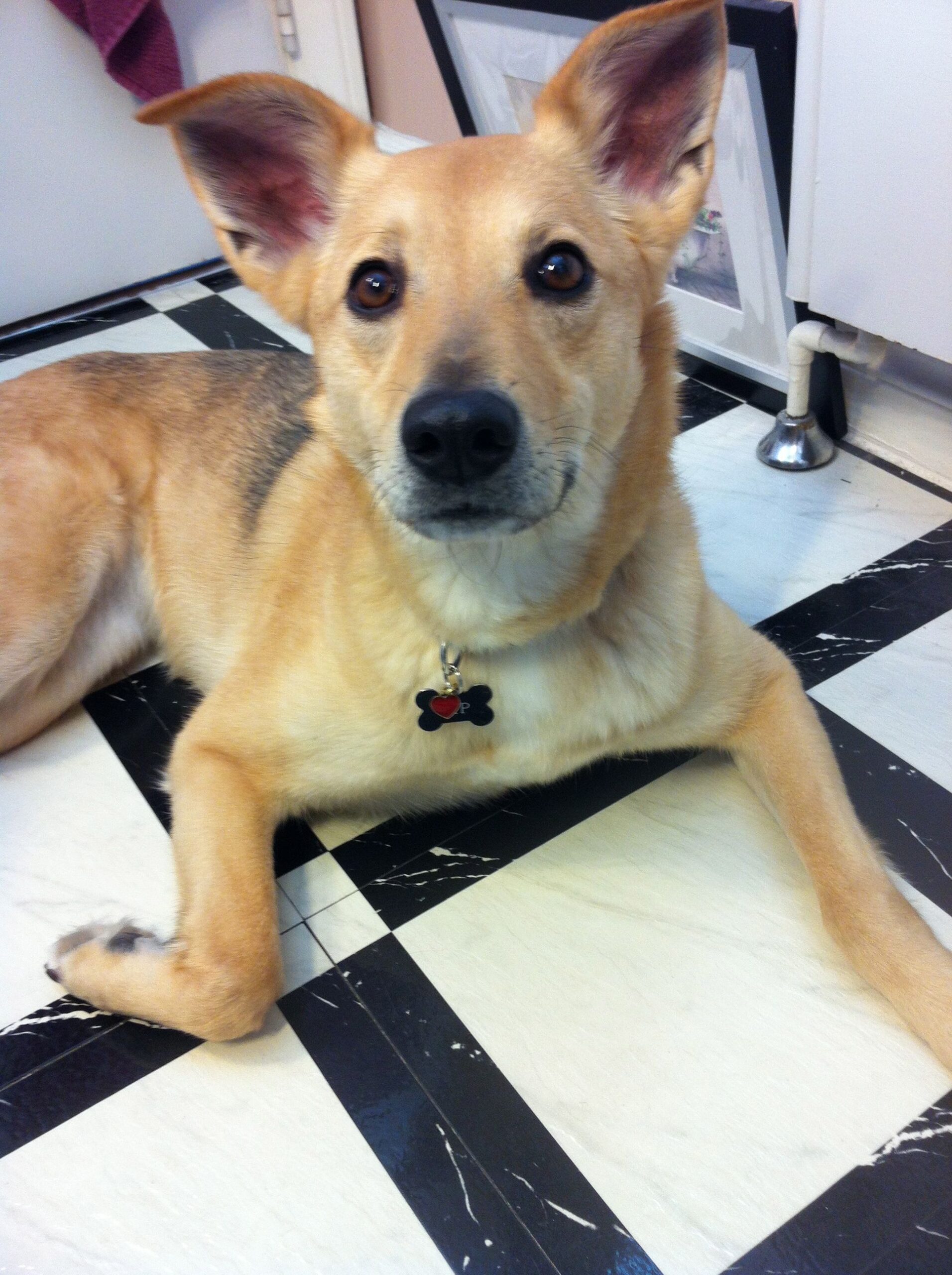 Husky Greyhound Mix Personality, Look, Problems & More