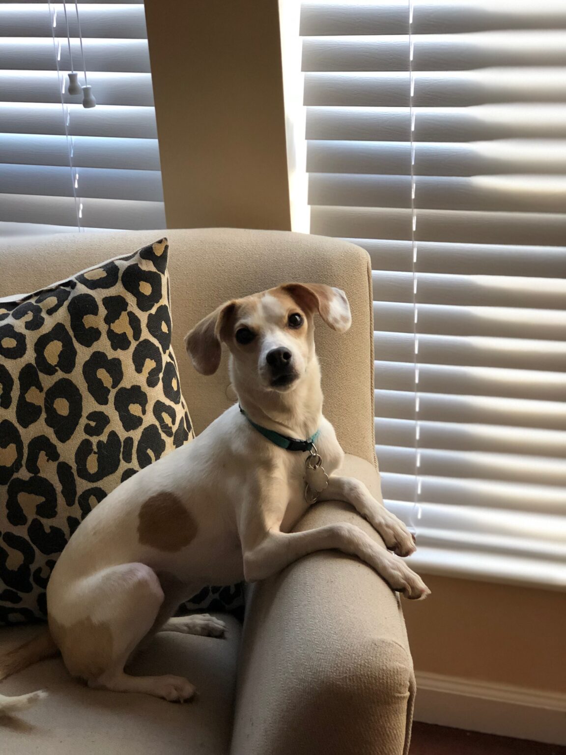 Beagle Greyhound Mix (aka Greagle)