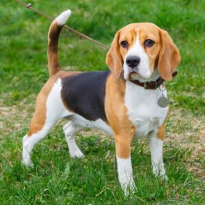 Beagle Greyhound Mix (aka Greagle)