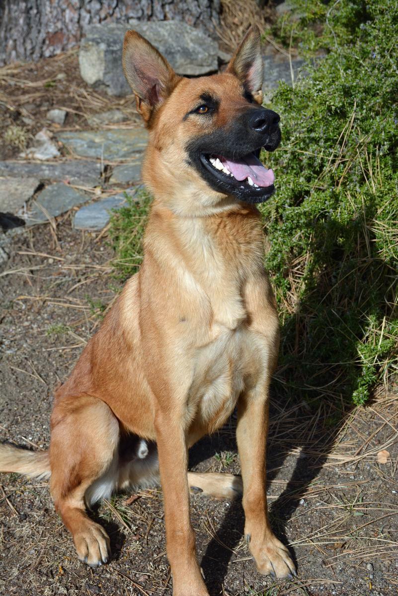 German Shepherd Greyhound Mix Personality, Look, Problems & More