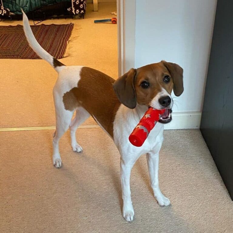 Greyhound Mix-es: 12 Popular Cross-Breeds!