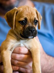 Pug Greyhound Mix: The Designer Puggit