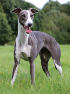 9 Different Types Of Greyhound: Their Personality, History & More