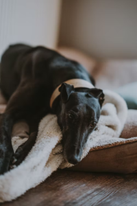 Greyhound Corns: Causes, Treatment and Care