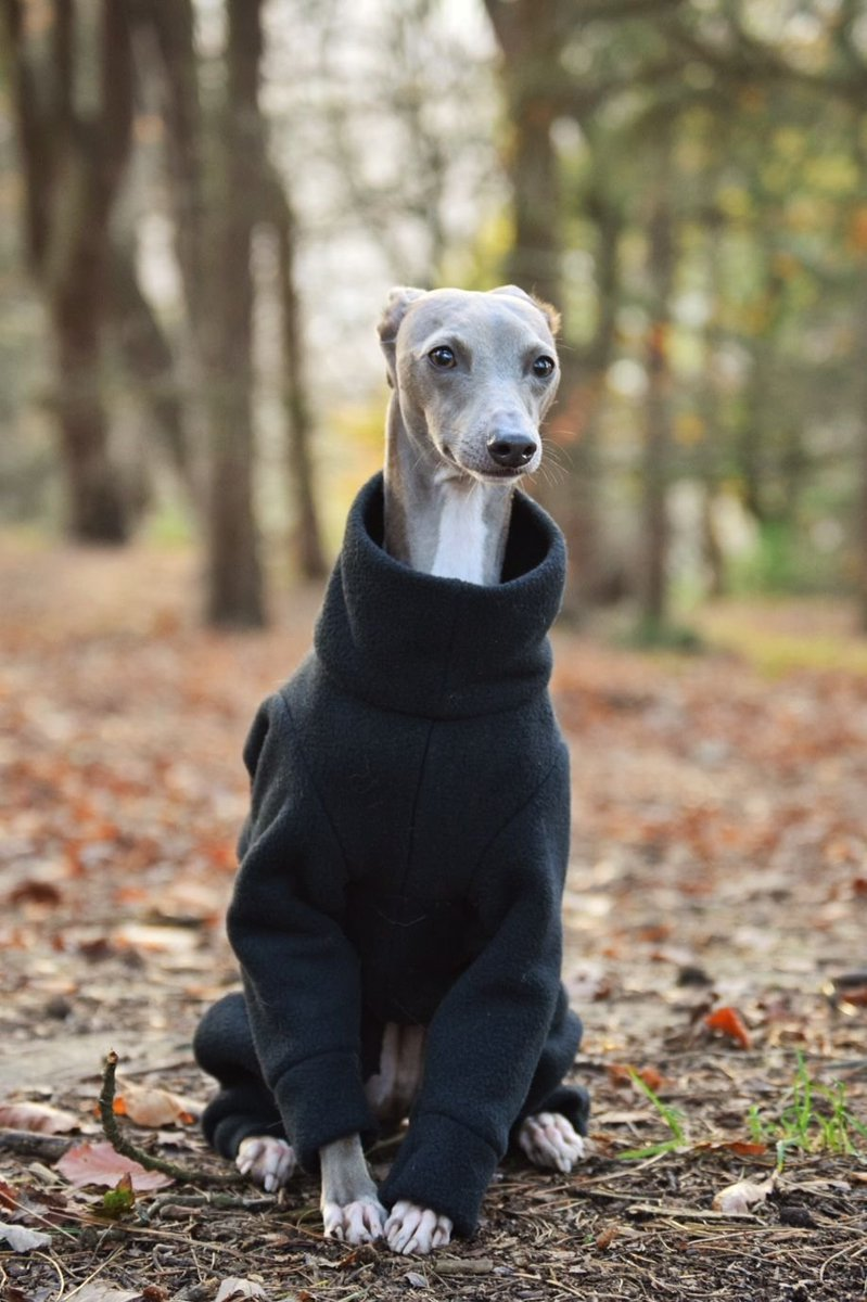 Italian Greyhound Colors: A Complete Guide