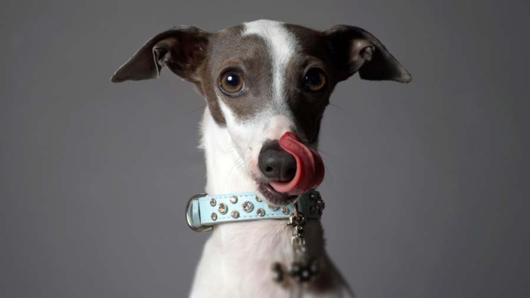 Italian Greyhound Colors: A Complete Guide