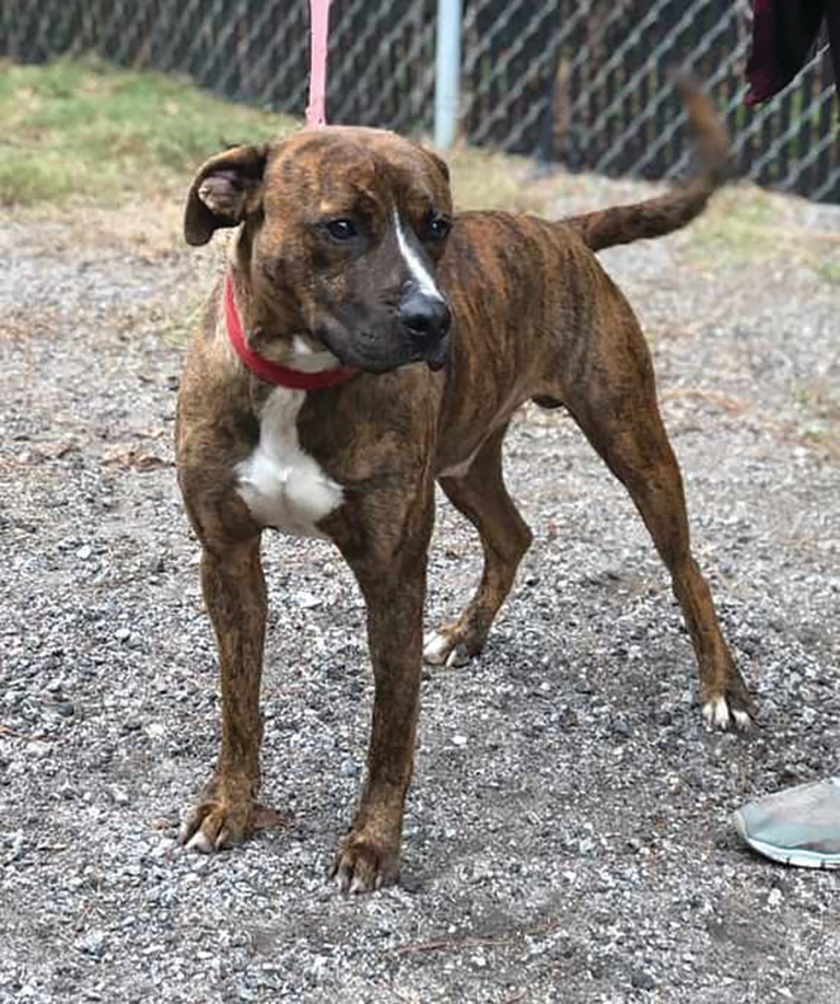 Greyhound Boxer Mix: Origins, Look, Personality & More