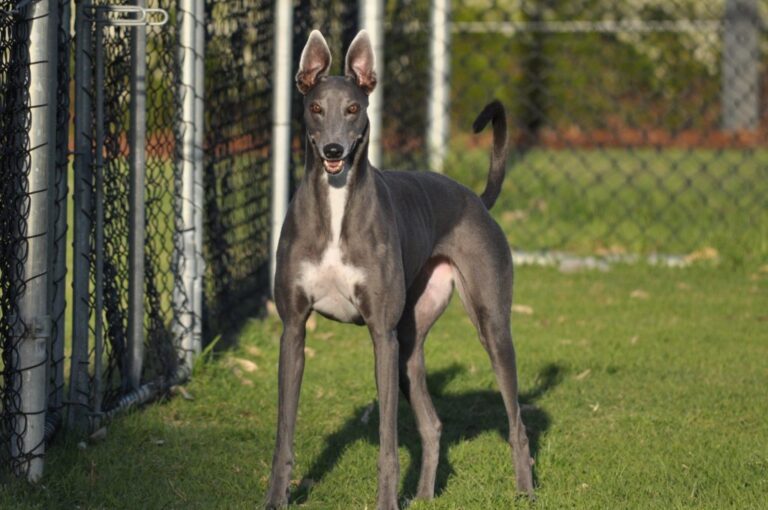 Greyhound Colors: Beautiful Spectrum of Coats