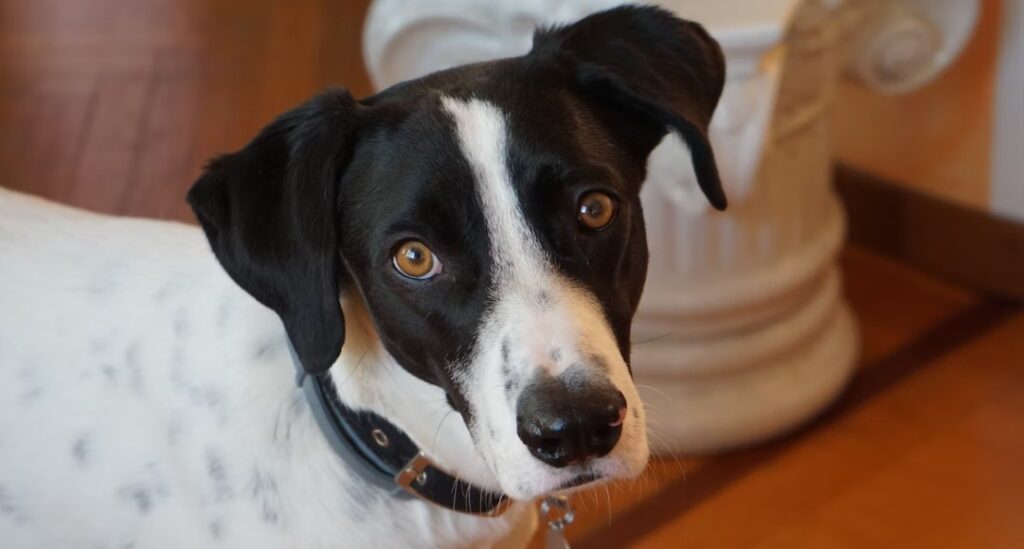 Bostalian: Boston Terrier Italian Greyhound Mix