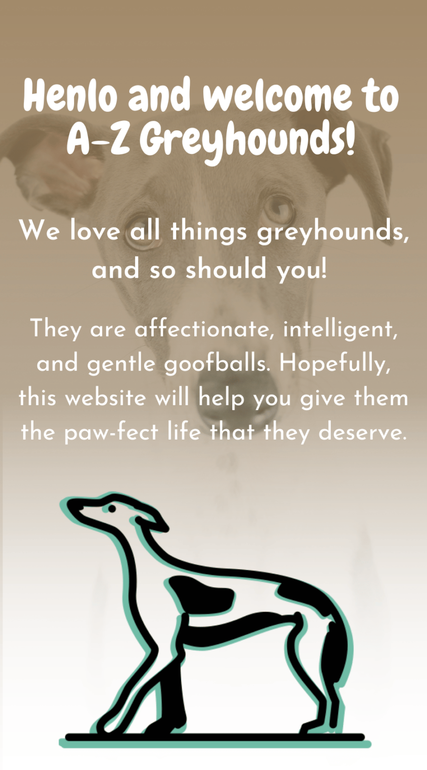 Greyhound Corns: Causes, Treatment and Care