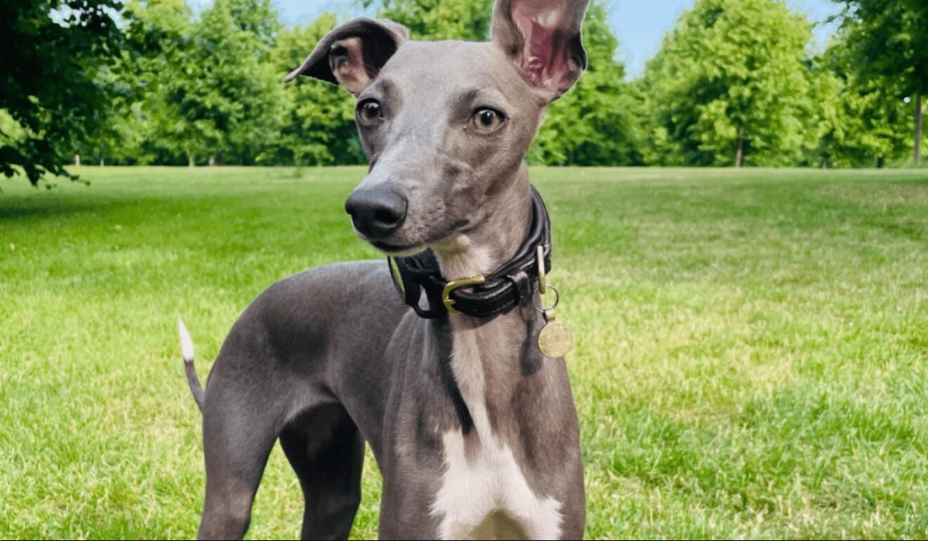 Italian Greyhound History And Origins