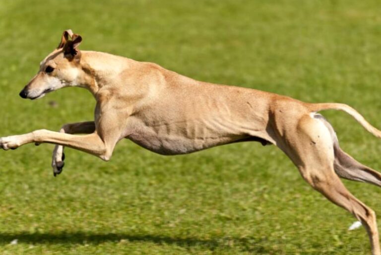 Greyhound Anatomy: What Makes Them So Fast?