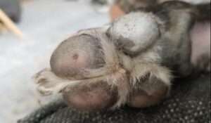 Greyhound Corns: Causes, Treatment and Care