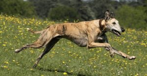 Greyhound History: Origins of the World's Fastest Dog