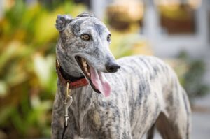 Greyhound Colors: Beautiful Spectrum of Coats