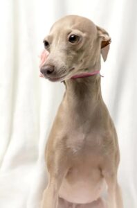 Italian Greyhound Lifespan: How long do they live?