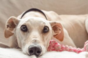 Greyhound Corns: Causes, Treatment and Care
