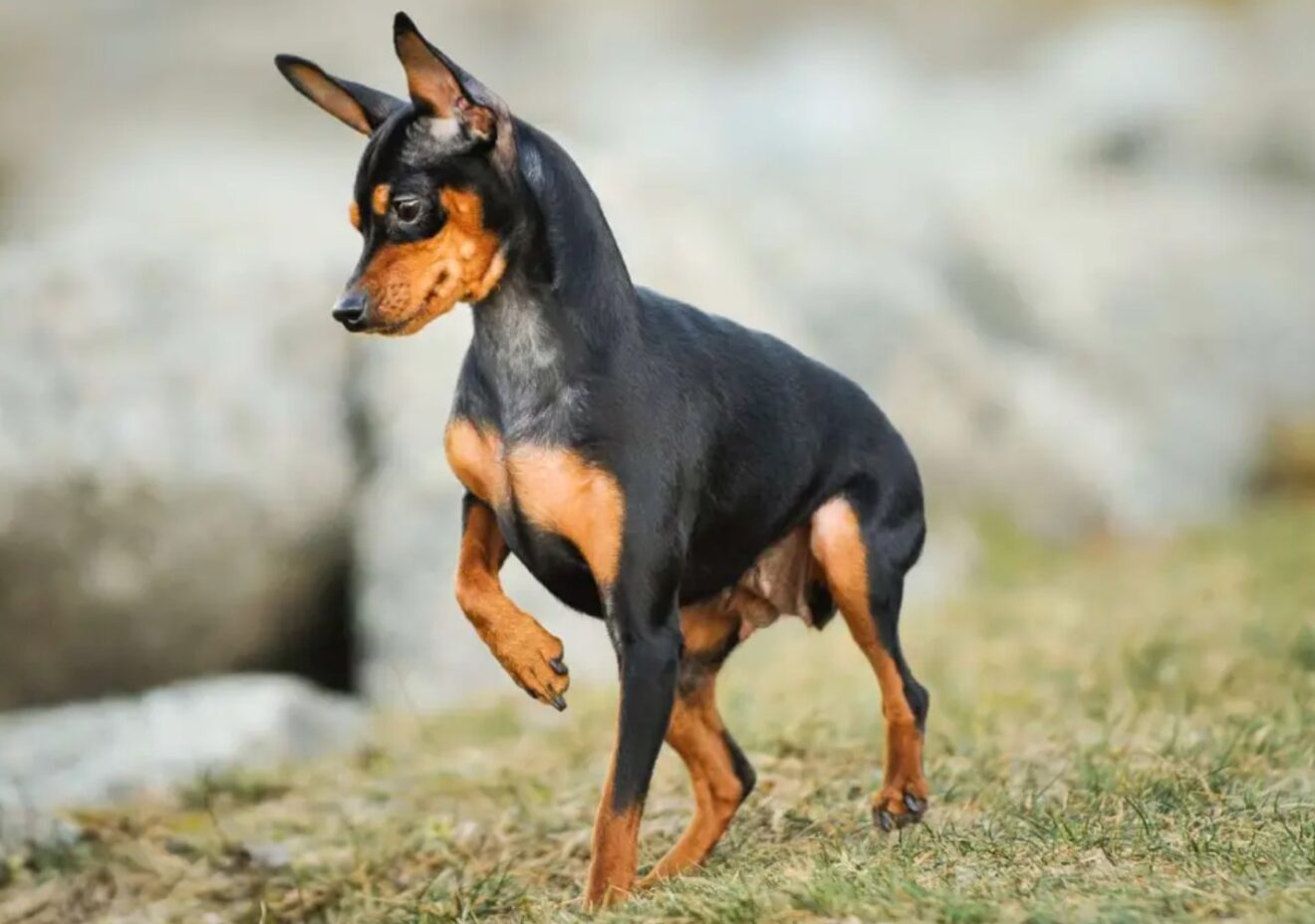 Italian Greyhound Min Pin Mix: Ultimate Toy Breed