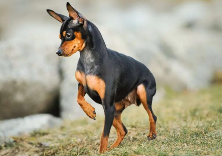 Italian Greyhound Min Pin Mix: Ultimate Toy Breed