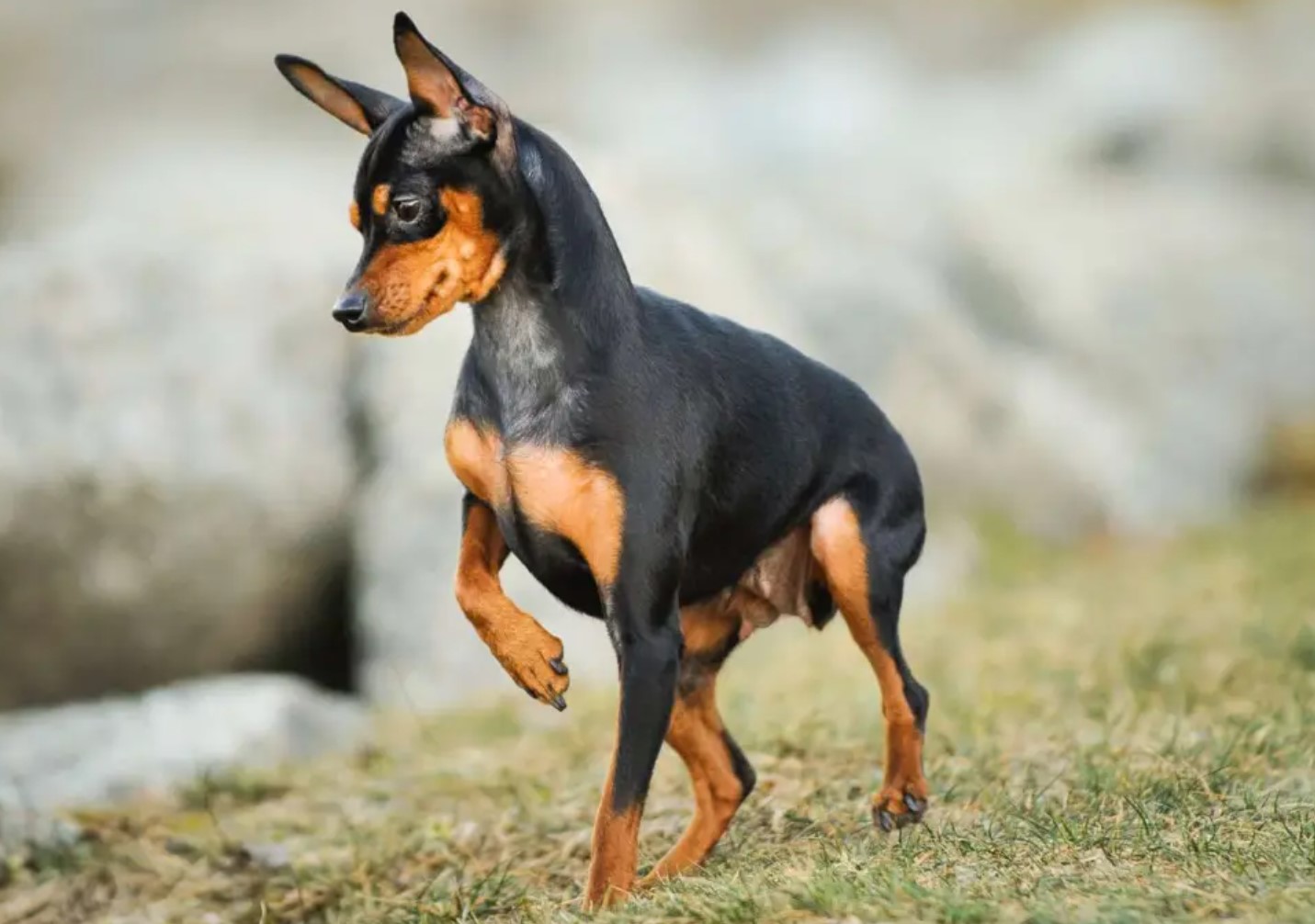 Italian Greyhound Min Pin Mix: Ultimate Toy Breed