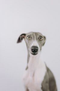 Italian Greyhound Health Issues: Problems You Need To Know