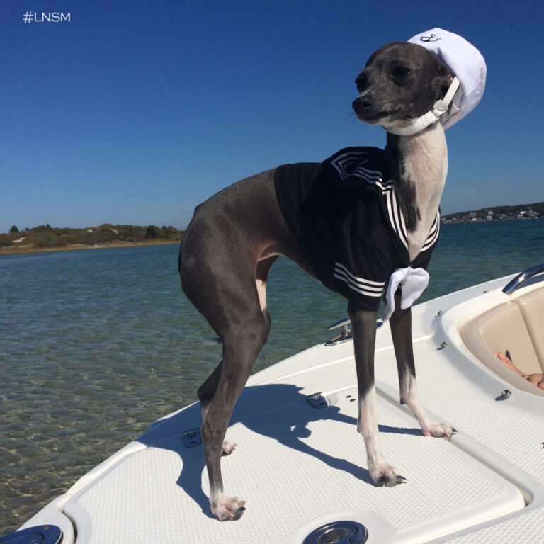 Seth Meyers' Italian Greyhound: Frisbee