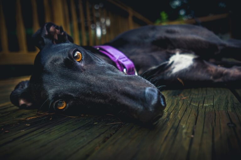 Why Does My Greyhound Stare at Me? Understanding The Behavior