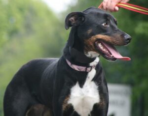 Rottweiler Greyhound Mix: Comprehensive Guide on the Greyweiler