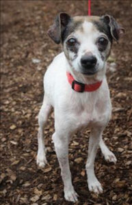 Italian Greyhound Rat Terrier Mix: Petite & Lively