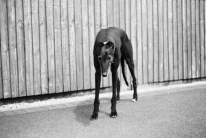 Greyhound Health Issues: Symptoms, Prevention & Treatment