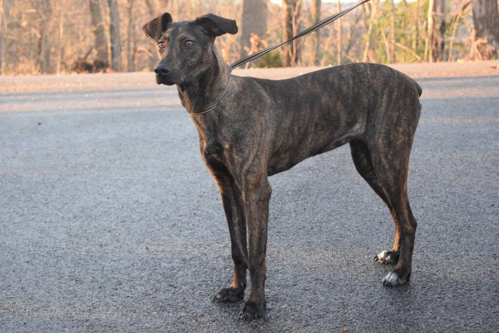 Plott Hound Greyhound Mix: The Ultimate Hound