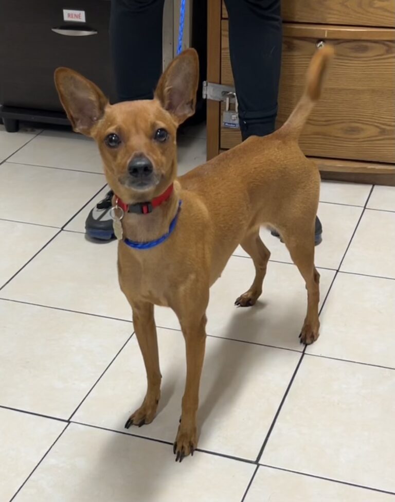 Basenji Italian Greyhound Mix: There's So Much To Know!